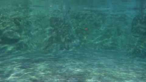 Finless porpoise underwater fish swimmin... | Stock Video | Pond5