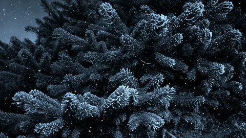Fir Tree Background And Falling Snow Ani... | Stock Video | Pond5