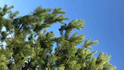 Fir tree brunch close up isolated. Fluff... | Stock Video | Pond5