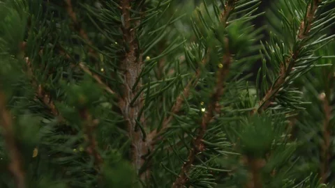 Fir tree isolated on black background | Stock Video | Pond5