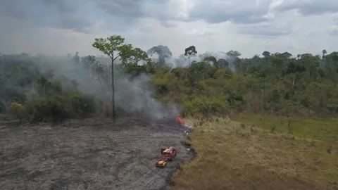 Images For Deforestation Stock Videos – Royalty-Free HD & 4K Videos ...