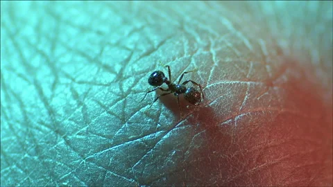 Hand Ants Stock Videos – Royalty-Free HD & 4K Videos | Pond5