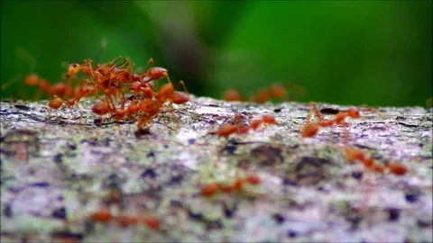 Fire ants on a branch of a tree | Stock Video | Pond5