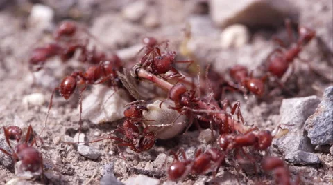 Fire ants swarming a grasshopper. | Stock Video | Pond5