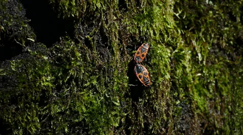 Fire bugs mating, 4K | Stock Video | Pond5