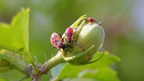 fire bugs v2 | Stock Video | Pond5