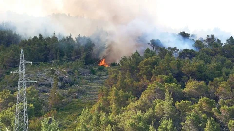 Fire burning in forest | Stock Video | Pond5