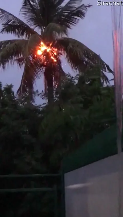 Fire Engulfs Palm Tree After Lightning S... | Stock Video | Pond5