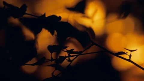 Fire flame forest night branch dark pine... | Stock Video | Pond5