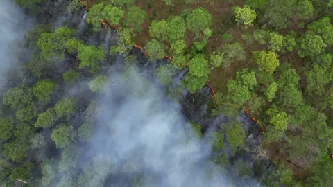 Fire line from controlled burning of for... | Stock Video | Pond5