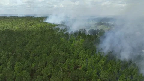 Fire line from controlled burning of pin... | Stock Video | Pond5