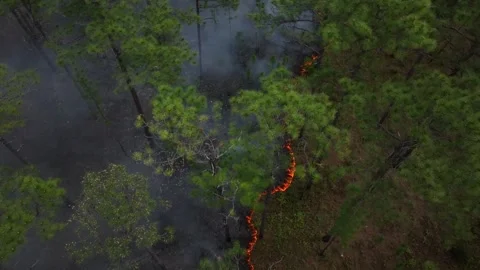 Fire moving through forest as controlled... | Stock Video | Pond5