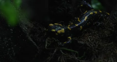 Fire Salamander Crawling on Forest Floor | Stock Video | Pond5