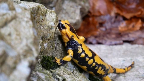The fire salamander (Salamandra salamand... | Stock Video | Pond5