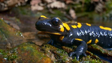 Salamandra Stock Video Footage | Royalty Free Salamandra Videos | Pond5