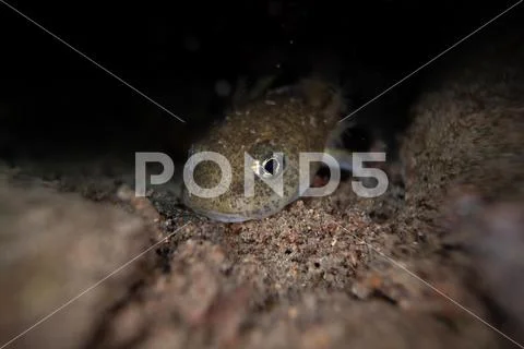 Photograph: Fire salamander Salamandra salamandra larva on stone at the ...