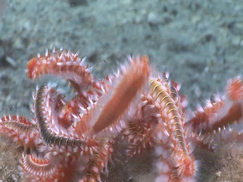 Fire Worm Stock Video Footage | Royalty Free Fire Worm Videos | Pond5