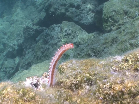 fire worm spawning and mating underwater... | Stock Video | Pond5