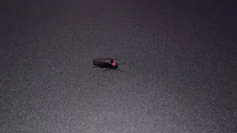 Firefly on black background glowing (Luc... | Stock Video | Pond5
