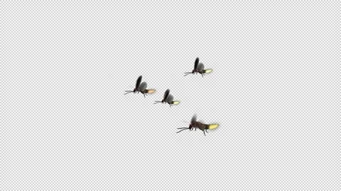 Firefly Flying In Bottom Green Screen | Stock Video | Pond5