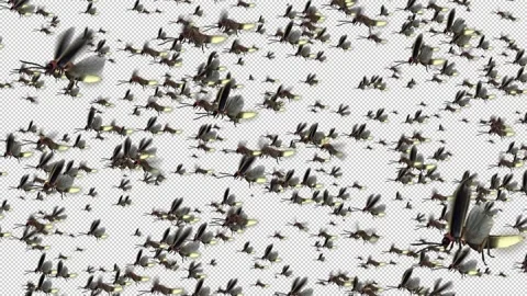 Firefly Flying In Bottom Green Screen | Stock Video | Pond5