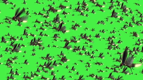 Firefly Flying In Group Green Screen | Stock Video | Pond5
