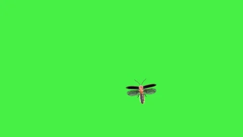 Firefly Flying Top View Green Screen | Stock Video | Pond5