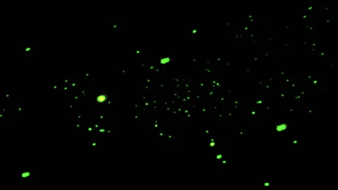 Lightning Bugs Stock Videos – Royalty-Free HD & 4K Videos | Pond5