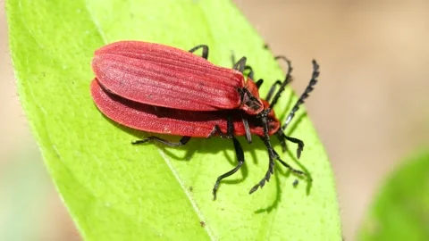 Firefly mating in Nature background. | Stock Video | Pond5