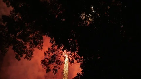 Trees Exploding Stock Videos – Royalty-Free HD & 4K Videos | Pond5