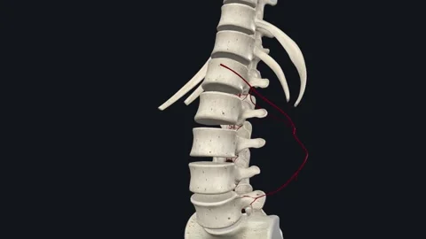 The first left lumbar artery passes post... | Stock Video | Pond5