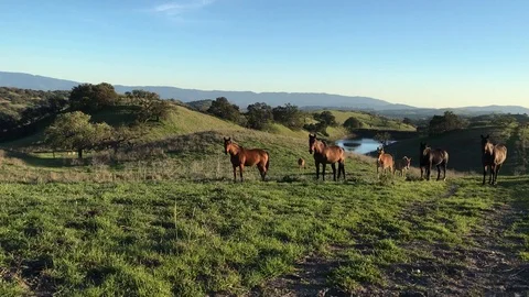 First person angle of multiple horses,do... | Stock Video | Pond5