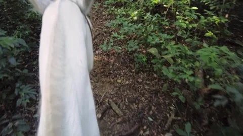 First-person shot riding a white horse a... | Stock Video | Pond5