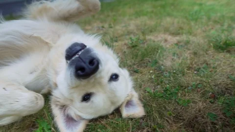 First person view of owner petty his whi... | Stock Video | Pond5