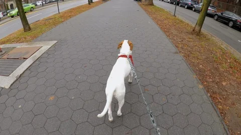 First person view of an owner walking a ... | Stock Video | Pond5