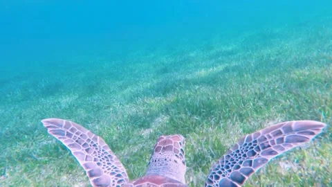 First Person View Swimming In Sea Stock Video Footage | Royalty Free ...