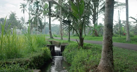 First person view walking in tropics und... | Stock Video | Pond5