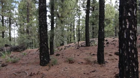 First person view of a walking upwards t... | Stock Video | Pond5