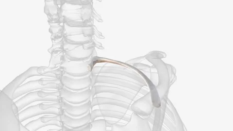 Rib Fracture Stock Footage ~ Royalty Free Stock Videos | Pond5