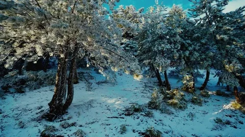 First Snow On The Mountain Forest Trees,... | Stock Video | Pond5
