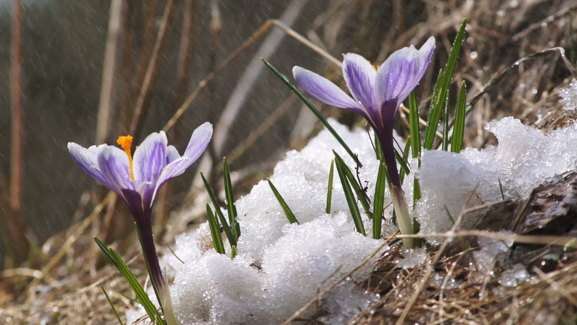 Spring Flowers In Snow Wallpaper