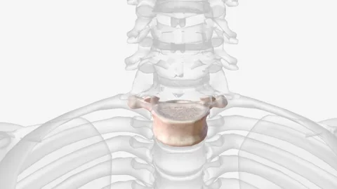 The first thoracic vertebra (T-1) has a ... | Stock Video | Pond5