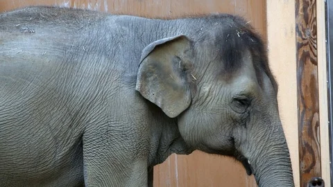 The first zoo, called the Griffith Park ... | Stock Video | Pond5