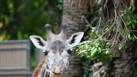 The first zoo, called the Griffith Park ... | Stock Video | Pond5