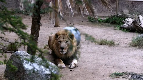 The first zoo, called the Griffith Park ... | Stock Video | Pond5