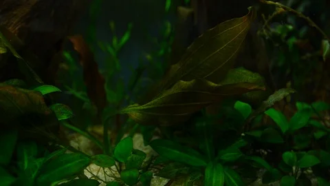 Fish Tank Home Stock Videos – Royalty-Free HD & 4K Videos | Pond5