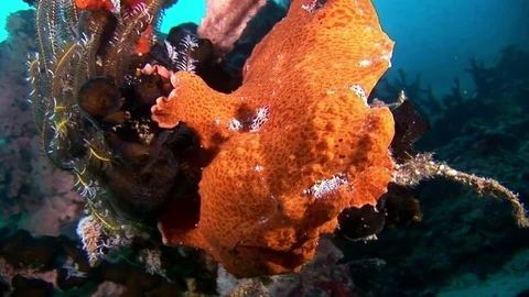 Fish angler underwater on background of ... | Stock Video | Pond5