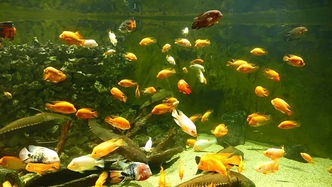 Aquarioum Cover Clip Stock Videos – Royalty-Free HD & 4K Videos