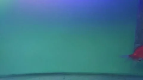 Aquarium Background Hd Stock Videos – Royalty-Free HD & 4K Videos | Pond5