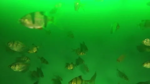 Aquarium Background Hd Stock Videos – Royalty-Free HD & 4K Videos | Pond5